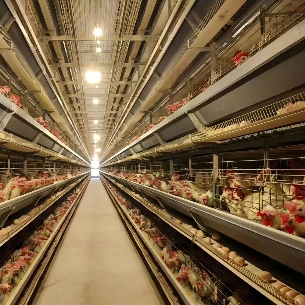 H Type Layer Chicken Cage - Qianmu Machinery